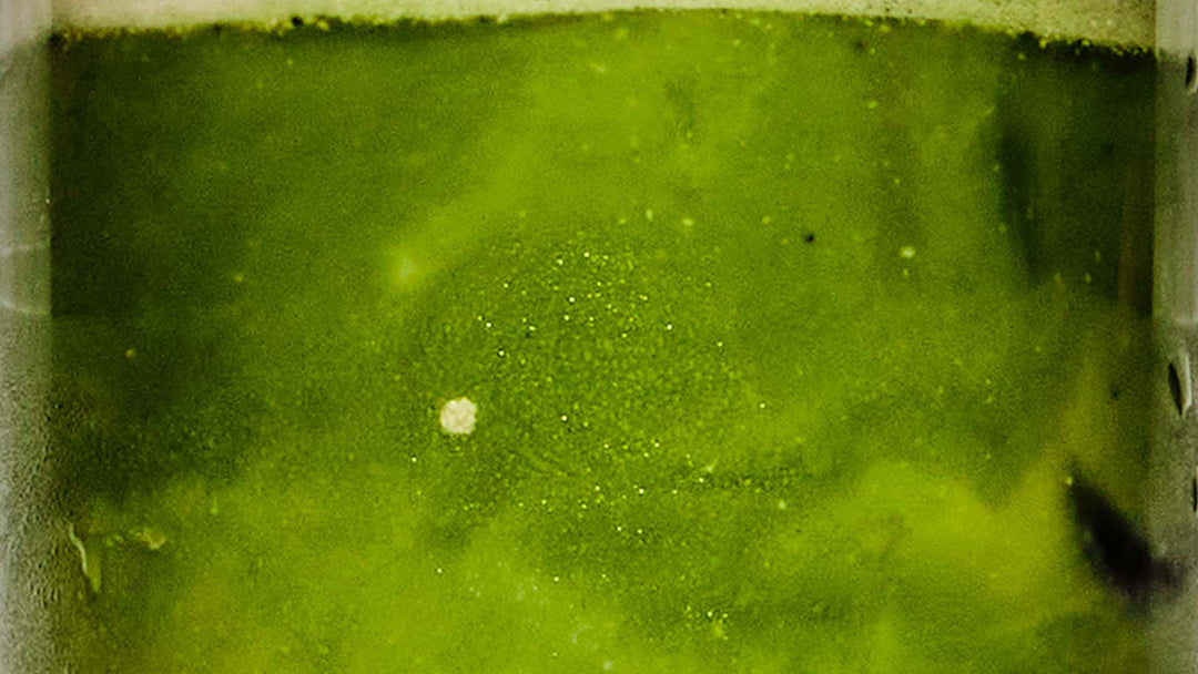 Green is Good 🌱 The Health Benefits of Matcha – Matchaful