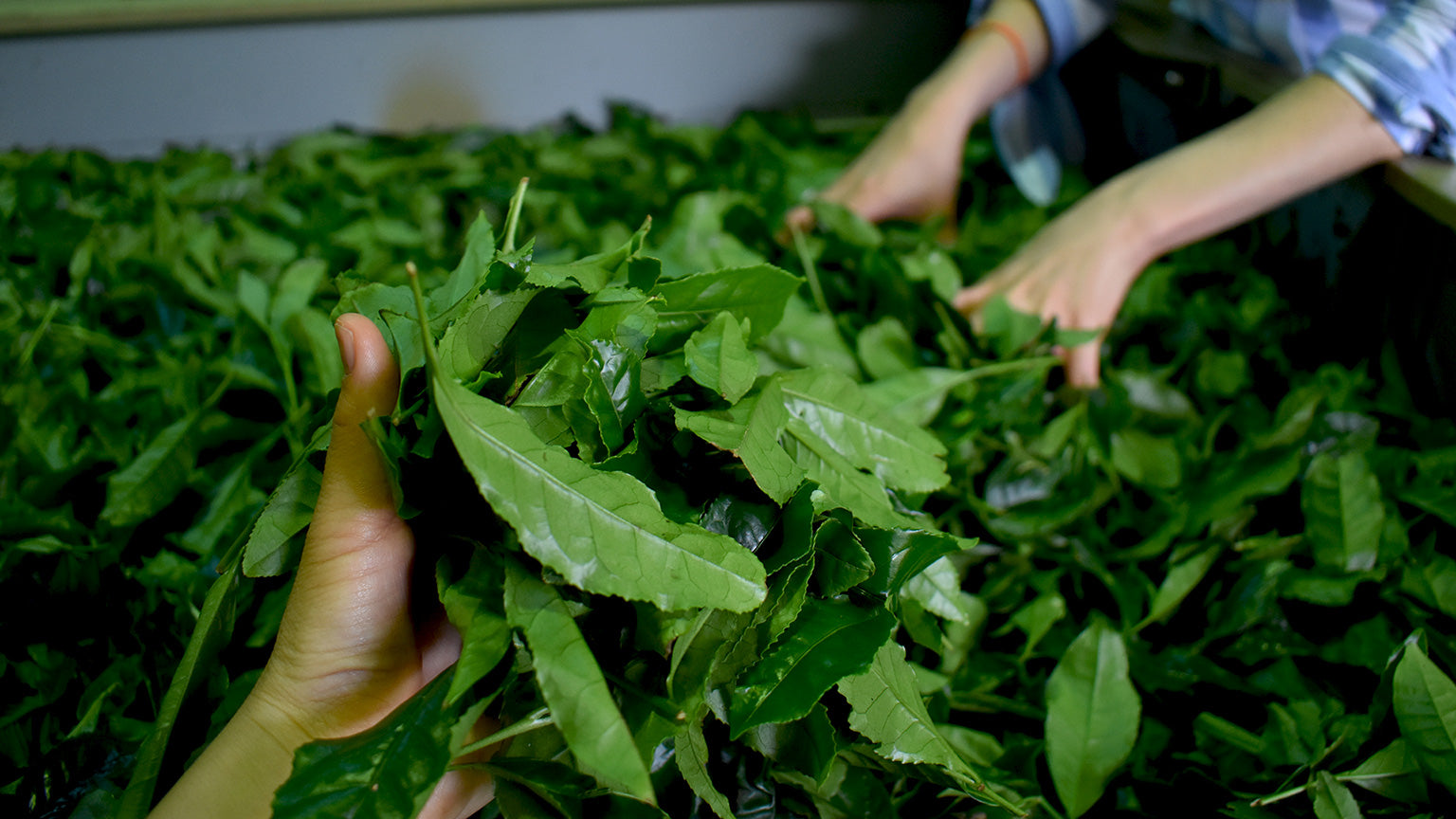 MATCHAFUL | Farm-to-Whisk® – Matchaful